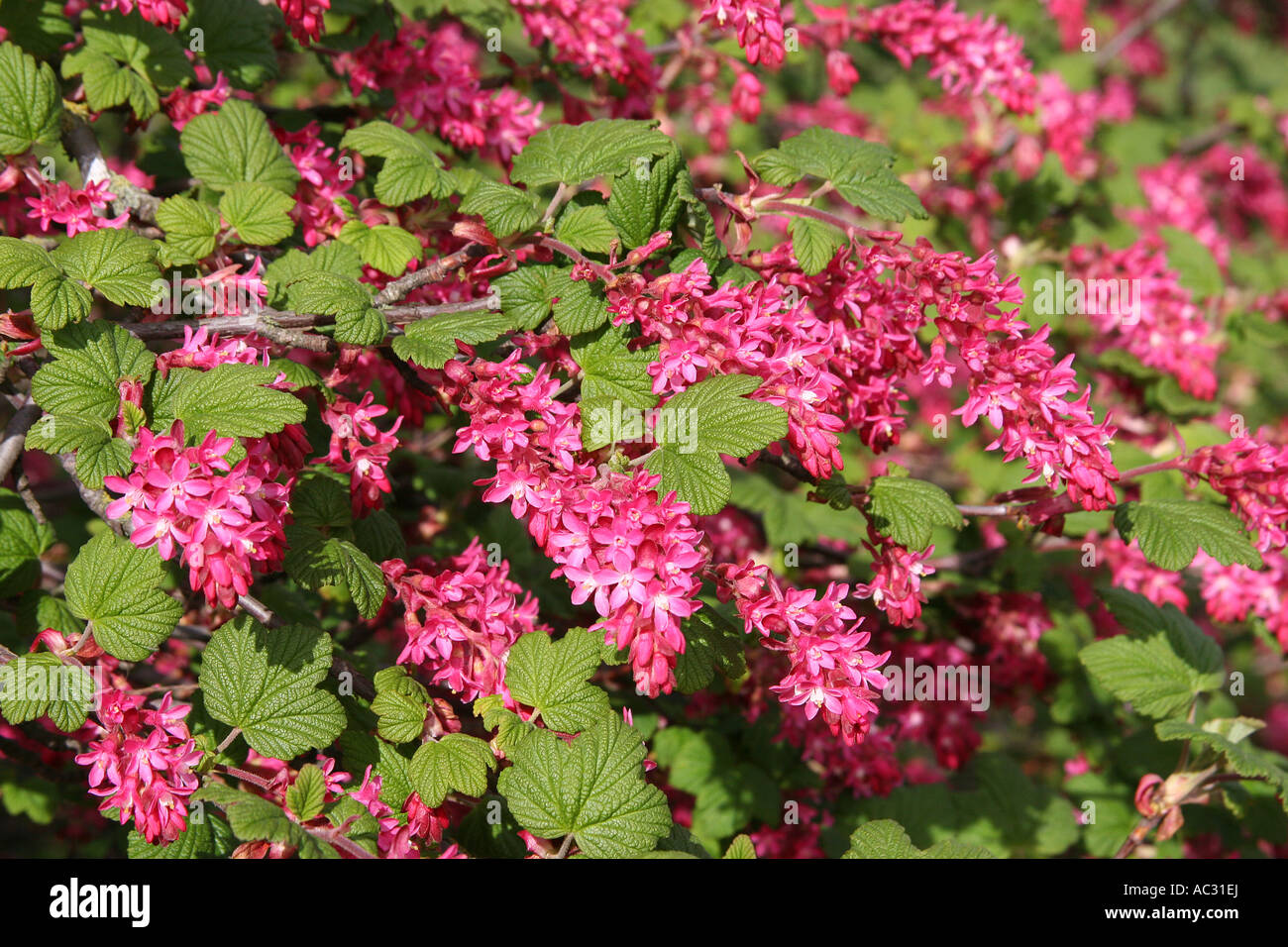 Cassis en fleurs Banque de photographies et d’images à haute résolution ...