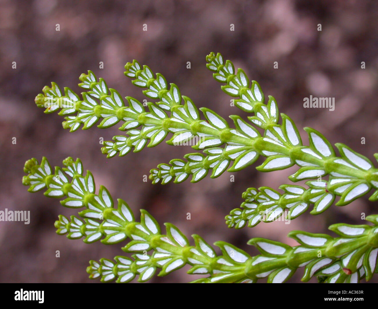 Arbre hiba Banque de photographies et d’images à haute résolution - Alamy