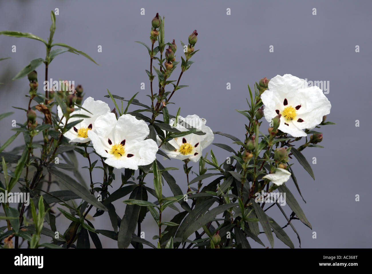 La gomme à mâcher, de ciste ciste (Cistus ladanifer), la floraison, l ...
