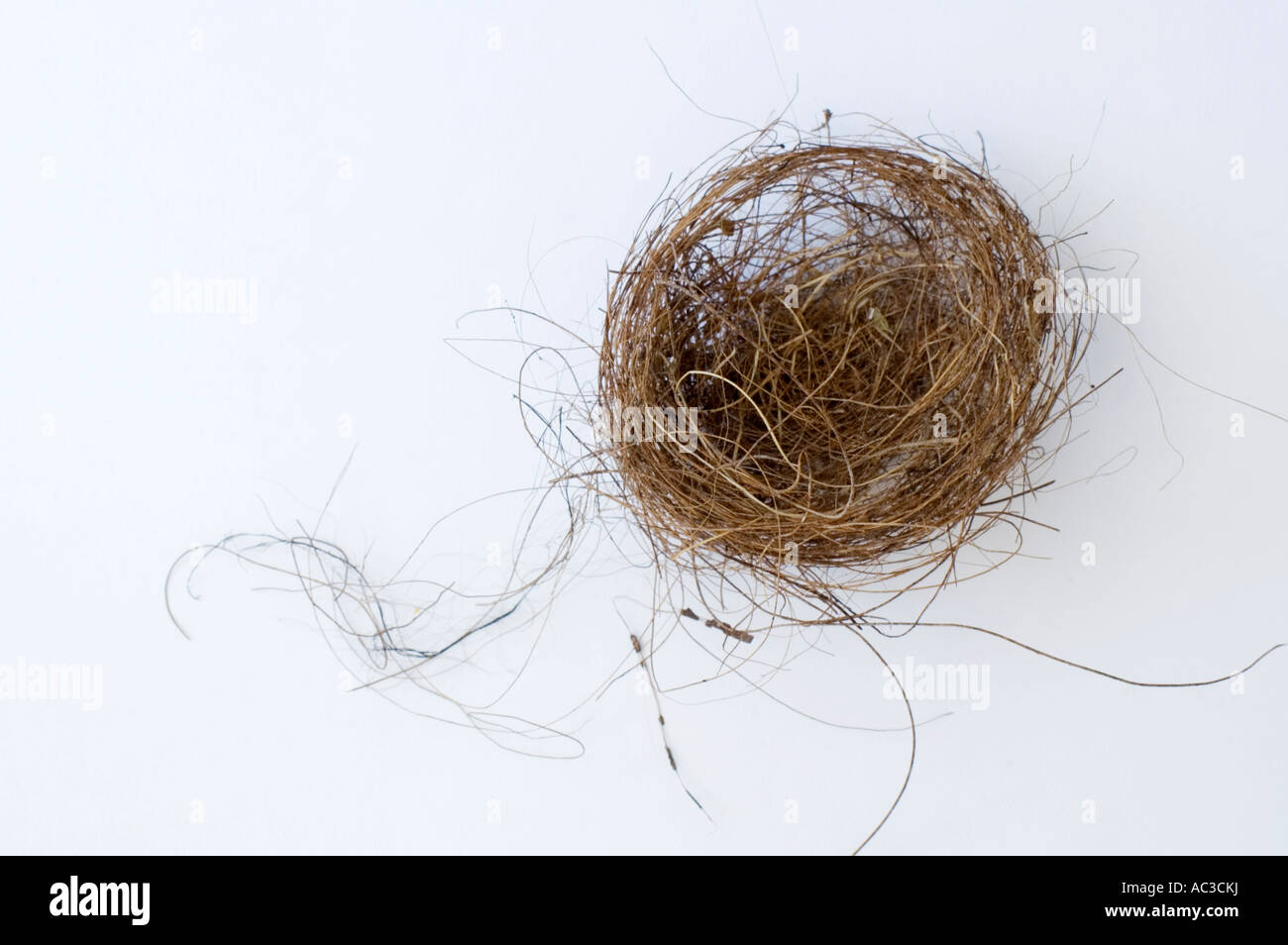 Partiellement fini Robin s nest qui est tombé d'un Globe Locust Tree ...