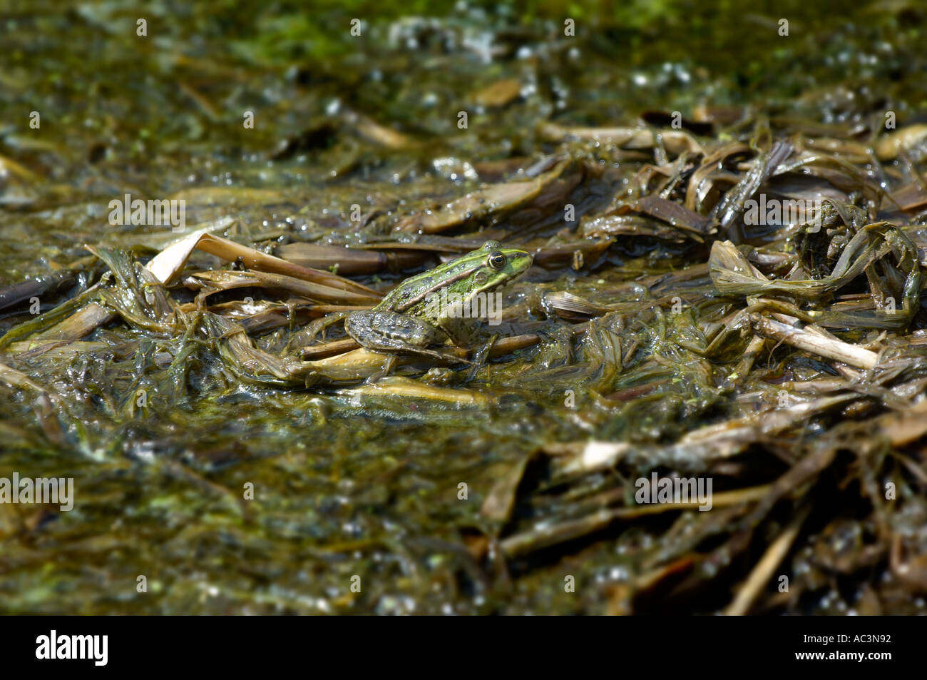 Grenouilles des roseaux Banque de photographies et d’images à haute ...
