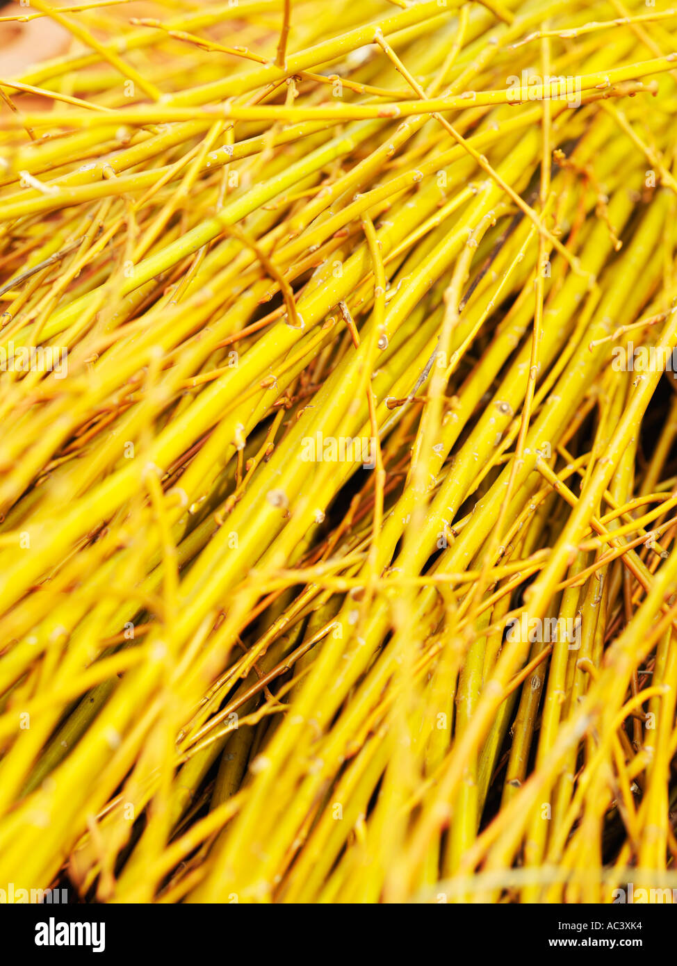 Cornus stolonifera flaviramea Banque de photographies et d’images à ...