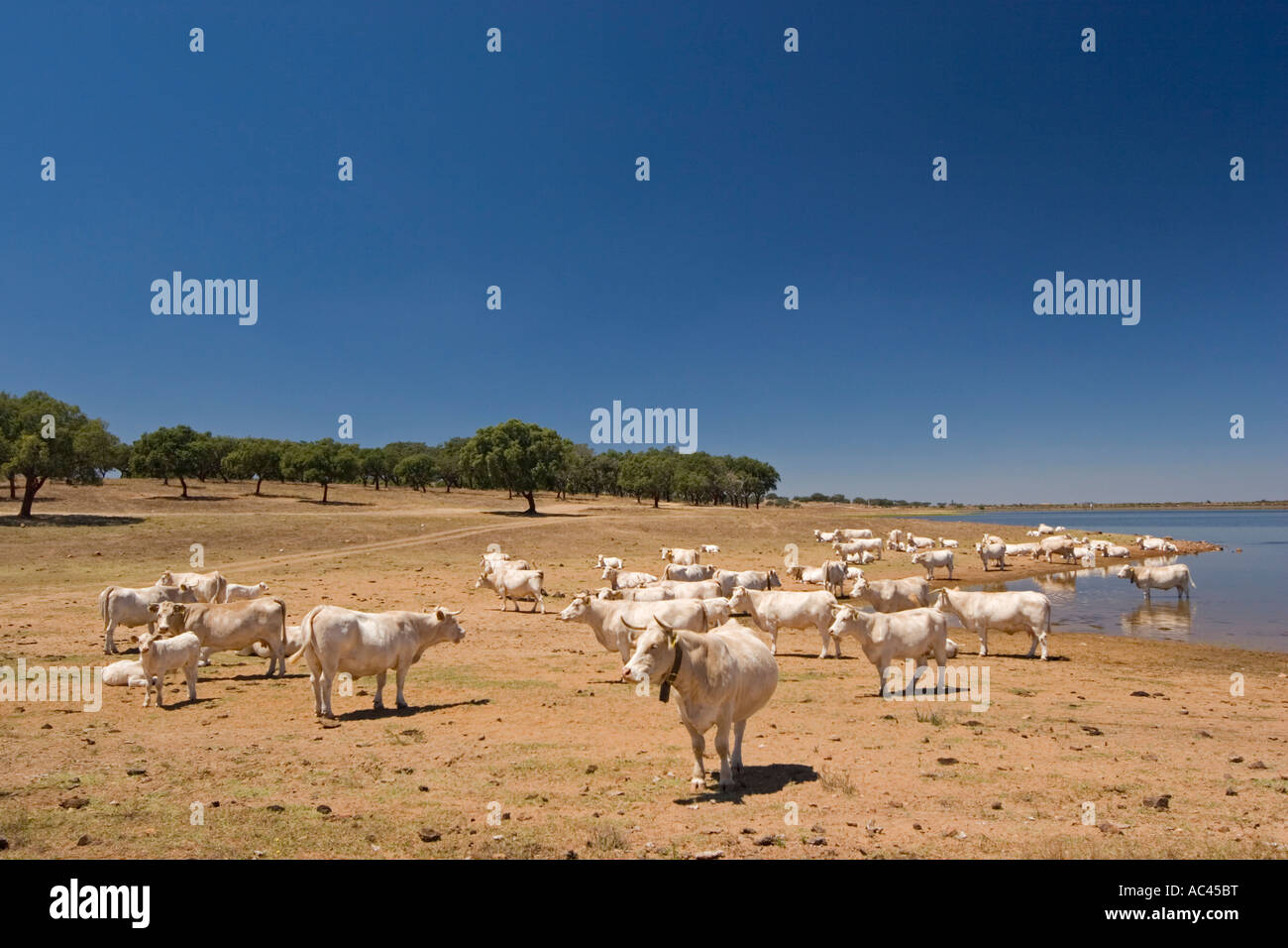 Un vaste élevage de bovins charolais par un lac (Portugal). Elevage ...