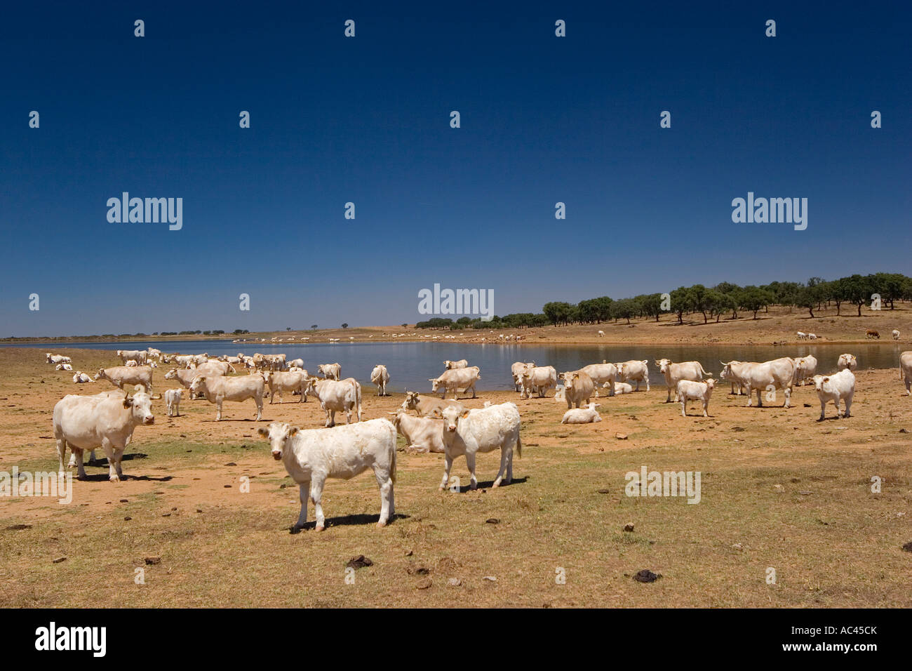 Un vaste élevage de bovins charolais par un lac (Portugal). Elevage ...