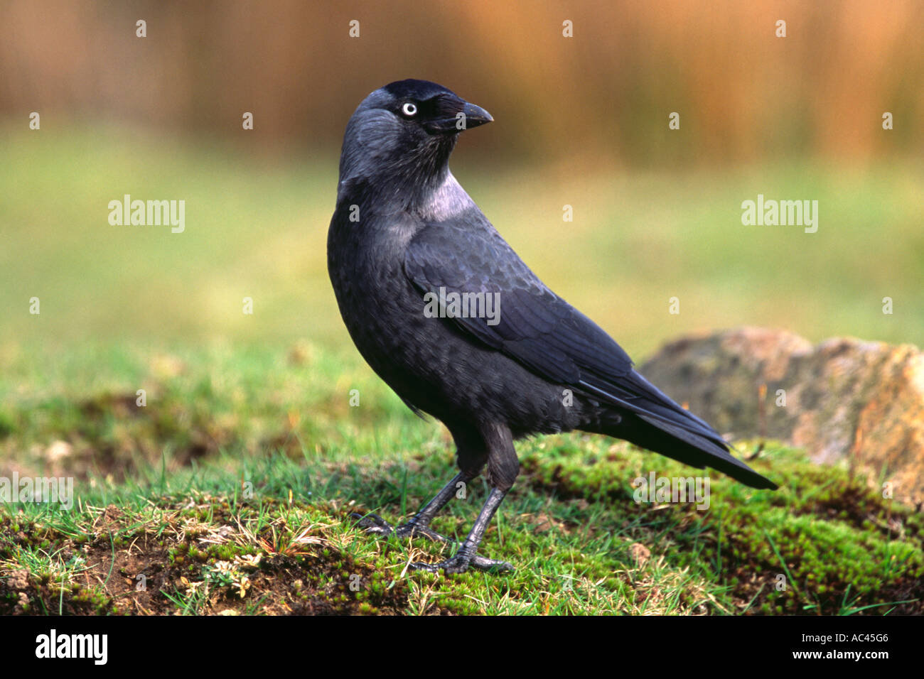 Corvine birds Banque de photographies et d’images à haute résolution ...