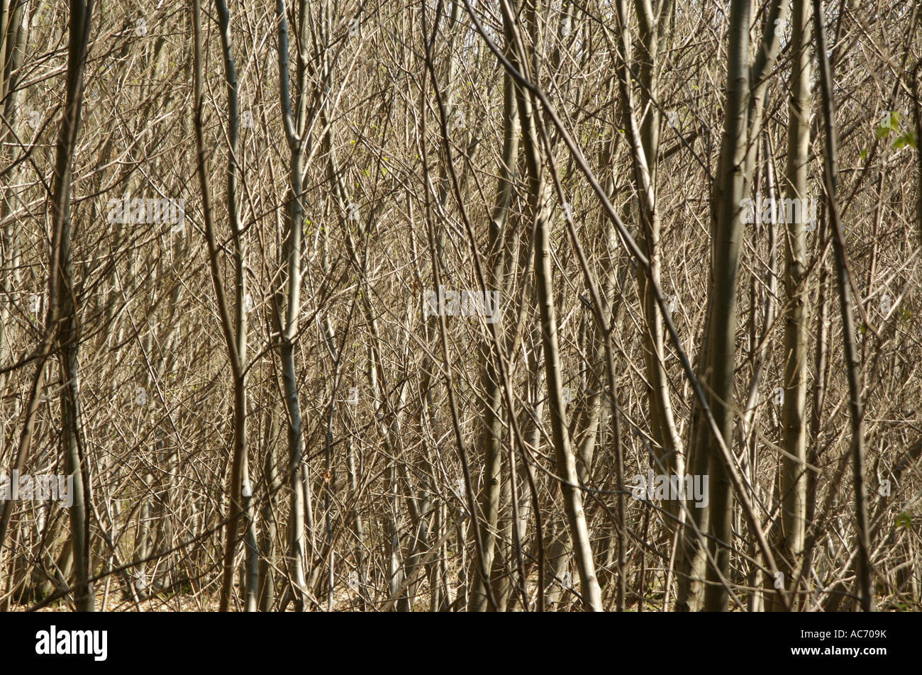Gestion du bois de taillis Banque de photographies et d’images à haute ...