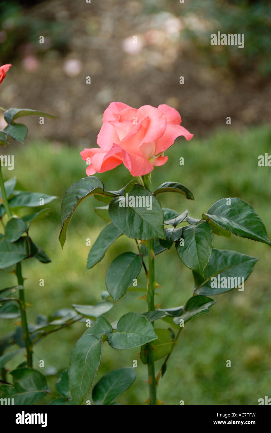 Touche de classe Banque de photographies et d’images à haute résolution ...