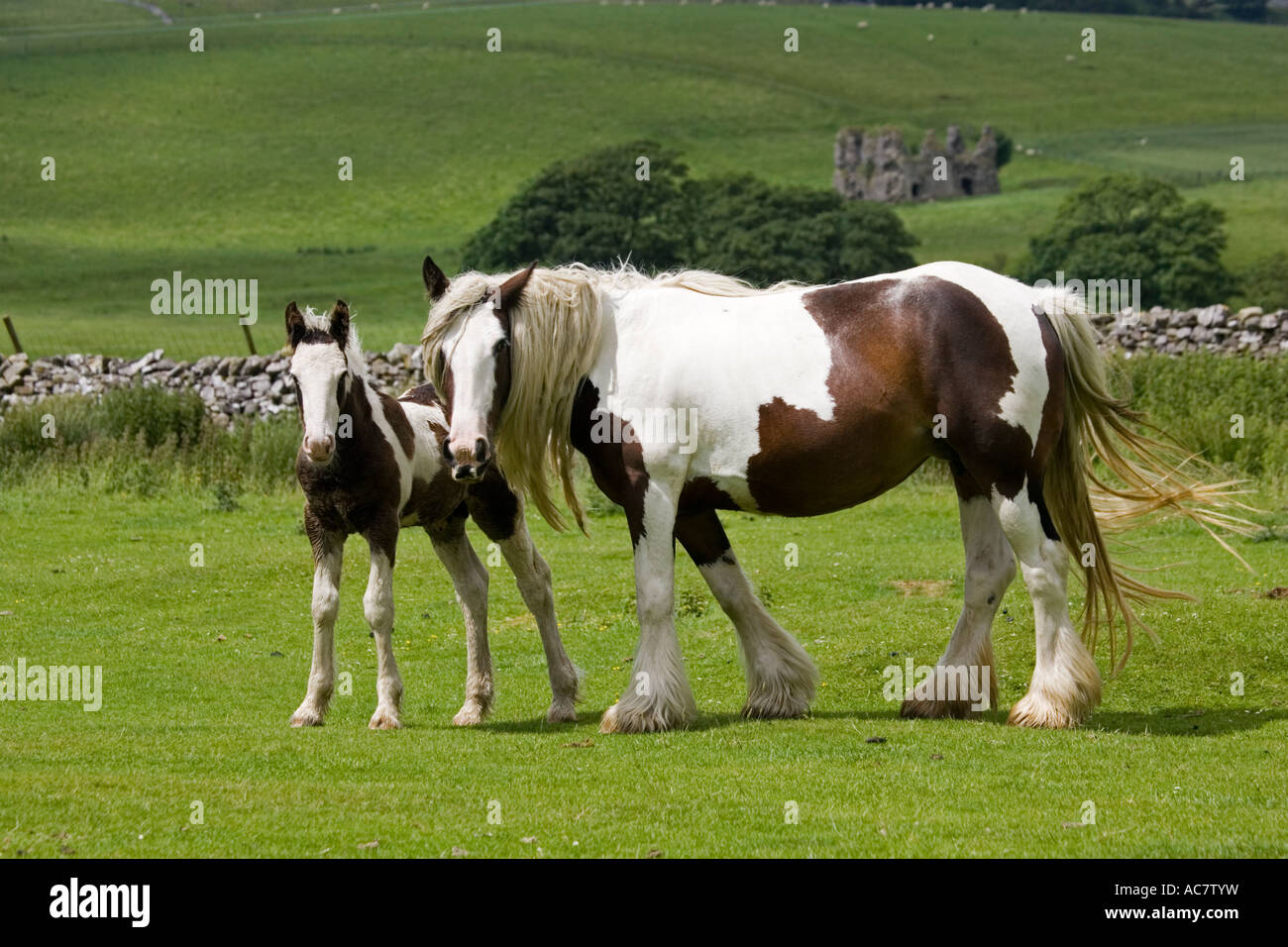 Cheval pie brun et blanc avec de jeunes poulain North Yorkshire Moors ...