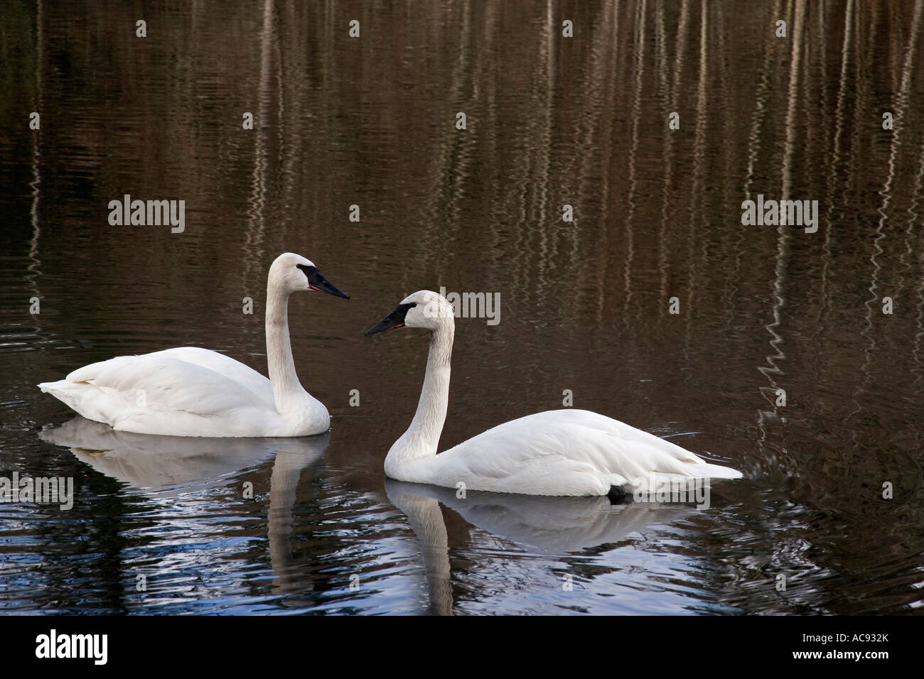 Cygnes dans un étang Banque de photographies et d’images à haute résolution - Alamy