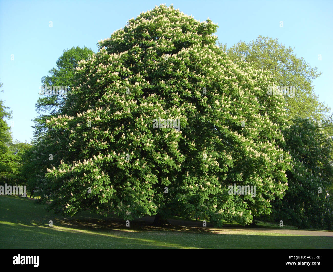 Fleur d'un marronnier commun aesculus hippocastanum Banque de ...