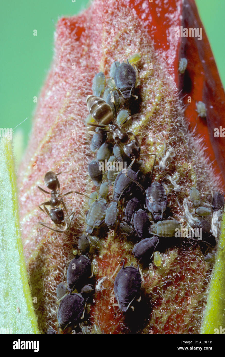 Fourmis argentines Banque de photographies et d’images à haute ...