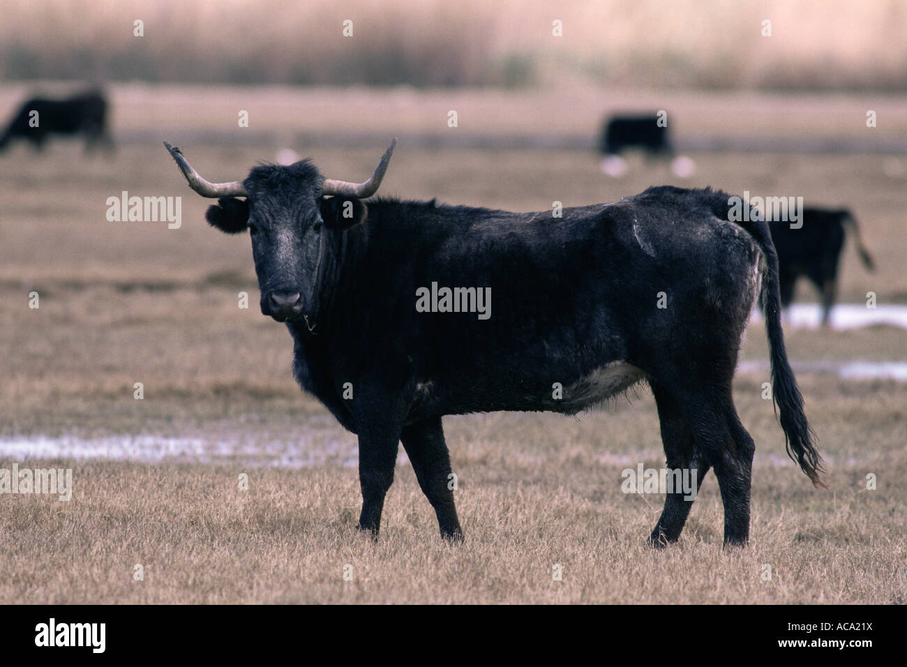 Spanish fighting bull bos taurus Banque de photographies et d’images à ...