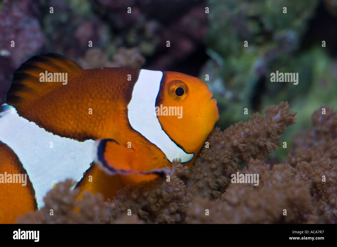 Poisson Nemo Banque d'image et photos - Alamy