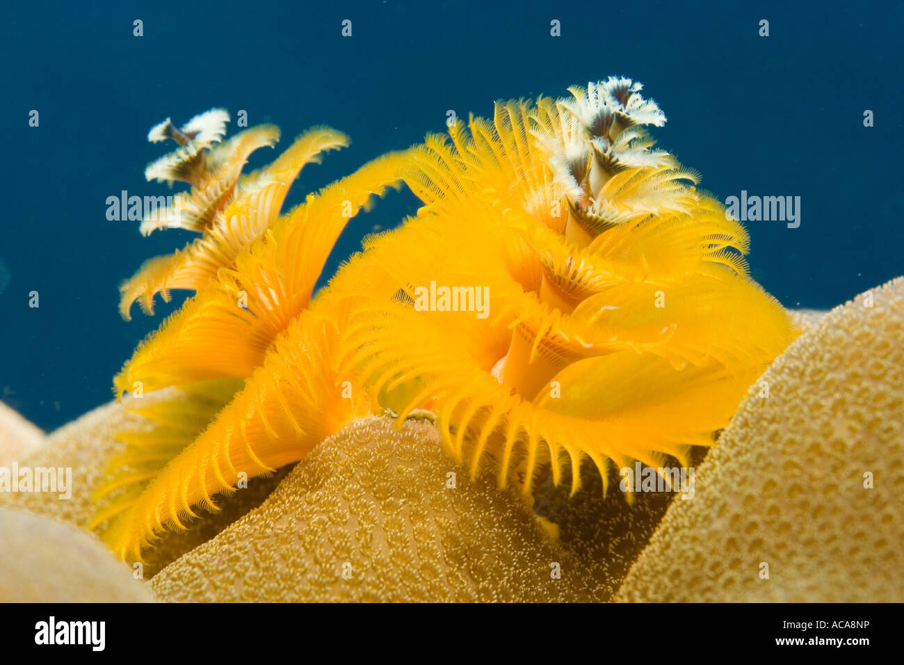 Spirobranchus giganteus Banque de photographies et d’images à haute ...