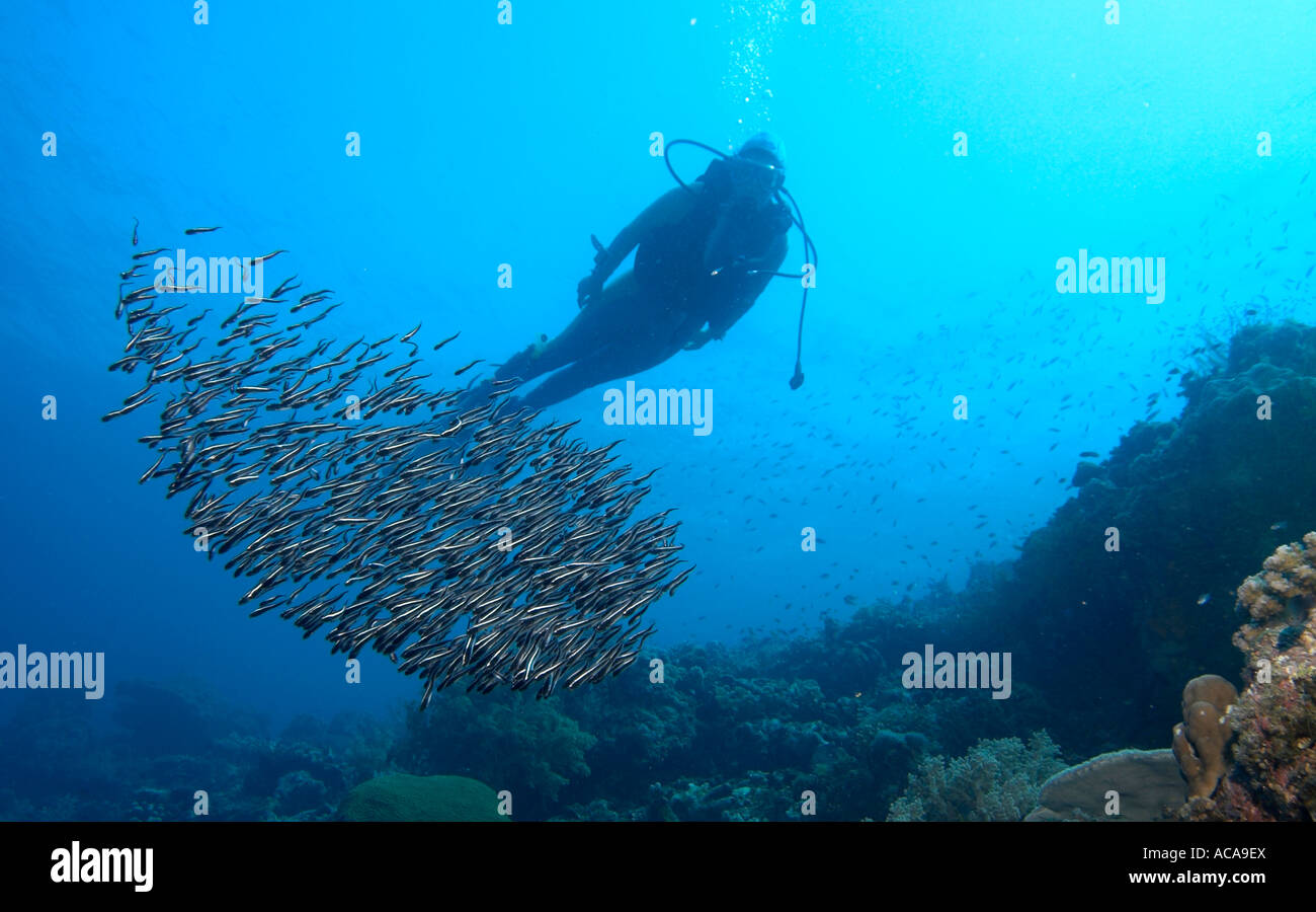 Poisson-chat rayé (Plotosus lineatus), Philippines Photo Stock - Alamy