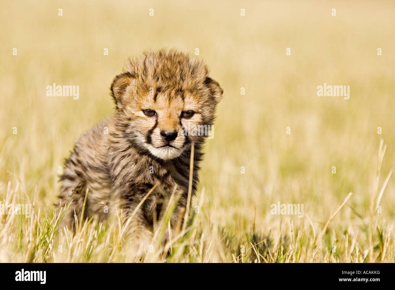 Cheetah acinonyx jubatus gepard baby Banque de photographies et d ...