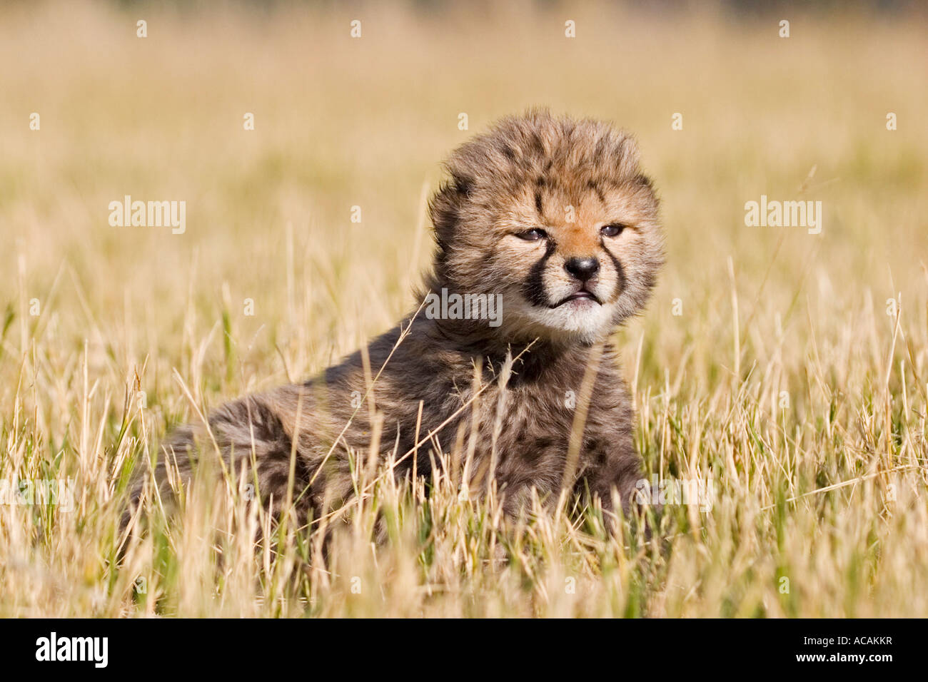 Cheetah acinonyx jubatus gepard baby Banque de photographies et d ...
