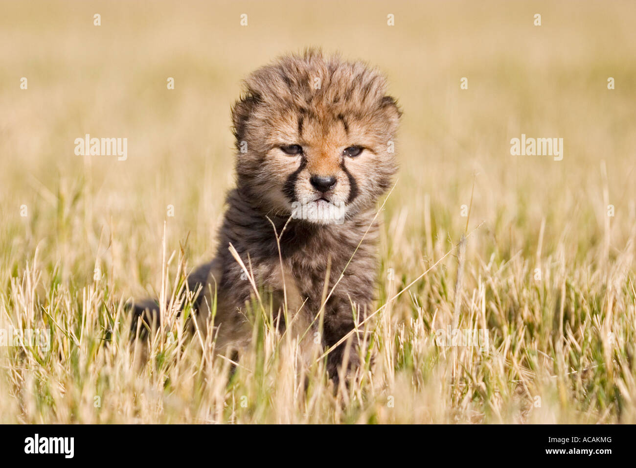 Cheetah acinonyx jubatus gepard baby Banque de photographies et d ...