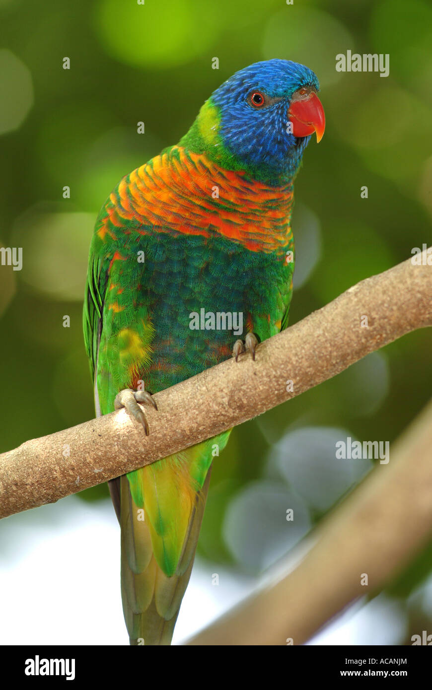 Trichoglossus haematodus moluccanus Banque de photographies et d’images ...