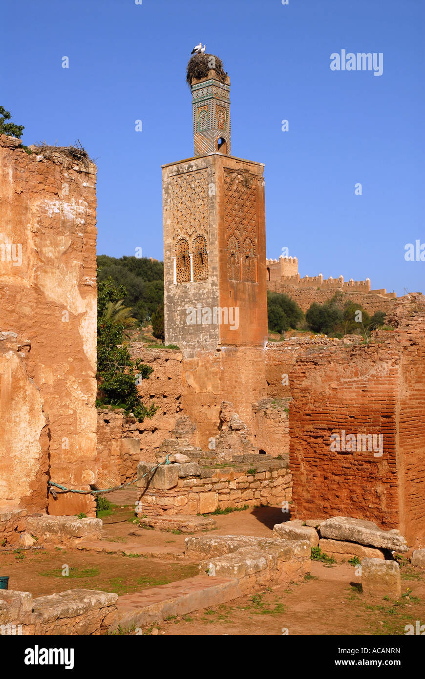 Cigognes blanches orientales Banque de photographies et d’images à ...