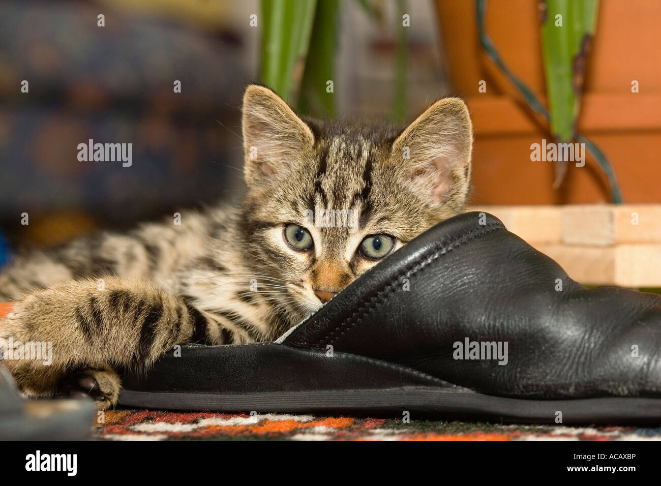 Cat playing with shoe Banque de photographies et d’images à haute ...