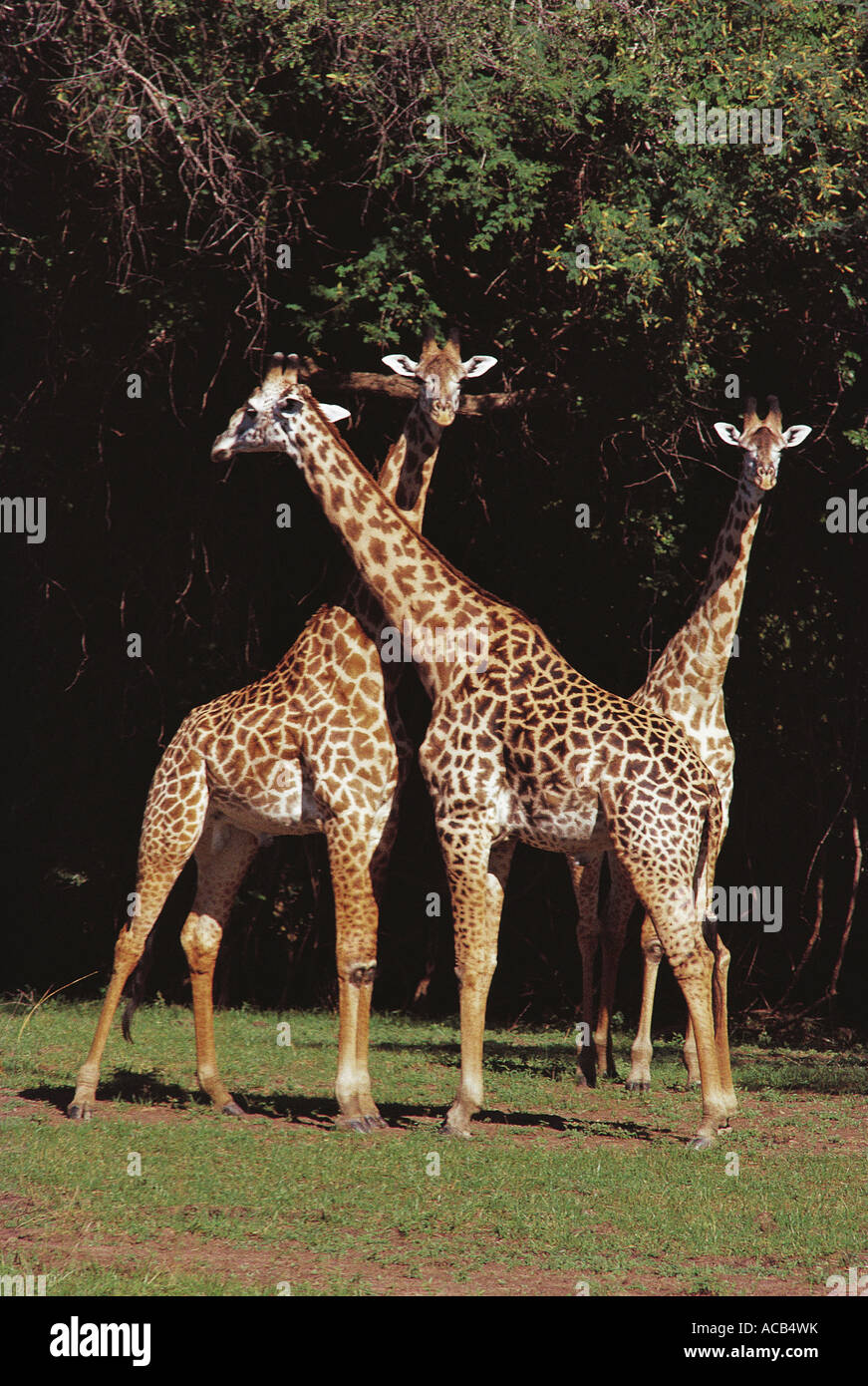 Giraffe mating Banque de photographies et d’images à haute résolution ...