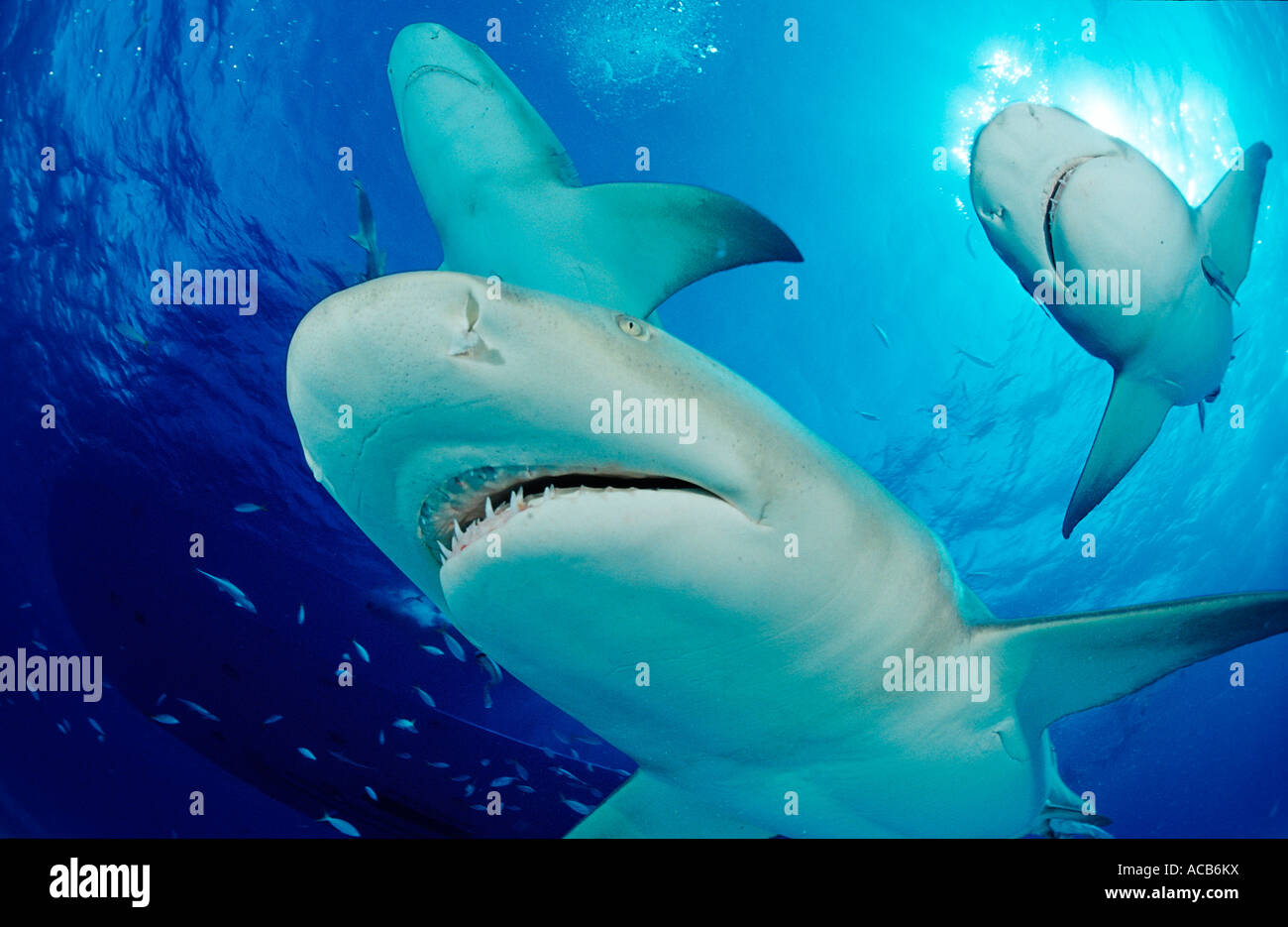 Requins citrons Banque de photographies et d’images à haute résolution ...