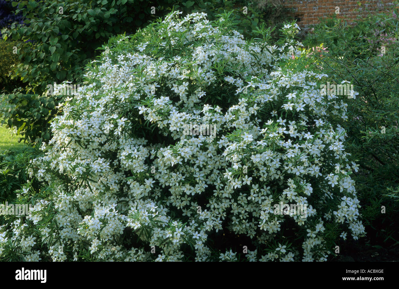 Aztec pearl choisya Banque de photographies et d’images à haute ...
