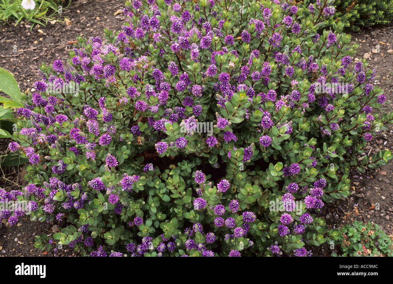 Hebe plante Banque de photographies et d’images à haute résolution - Alamy