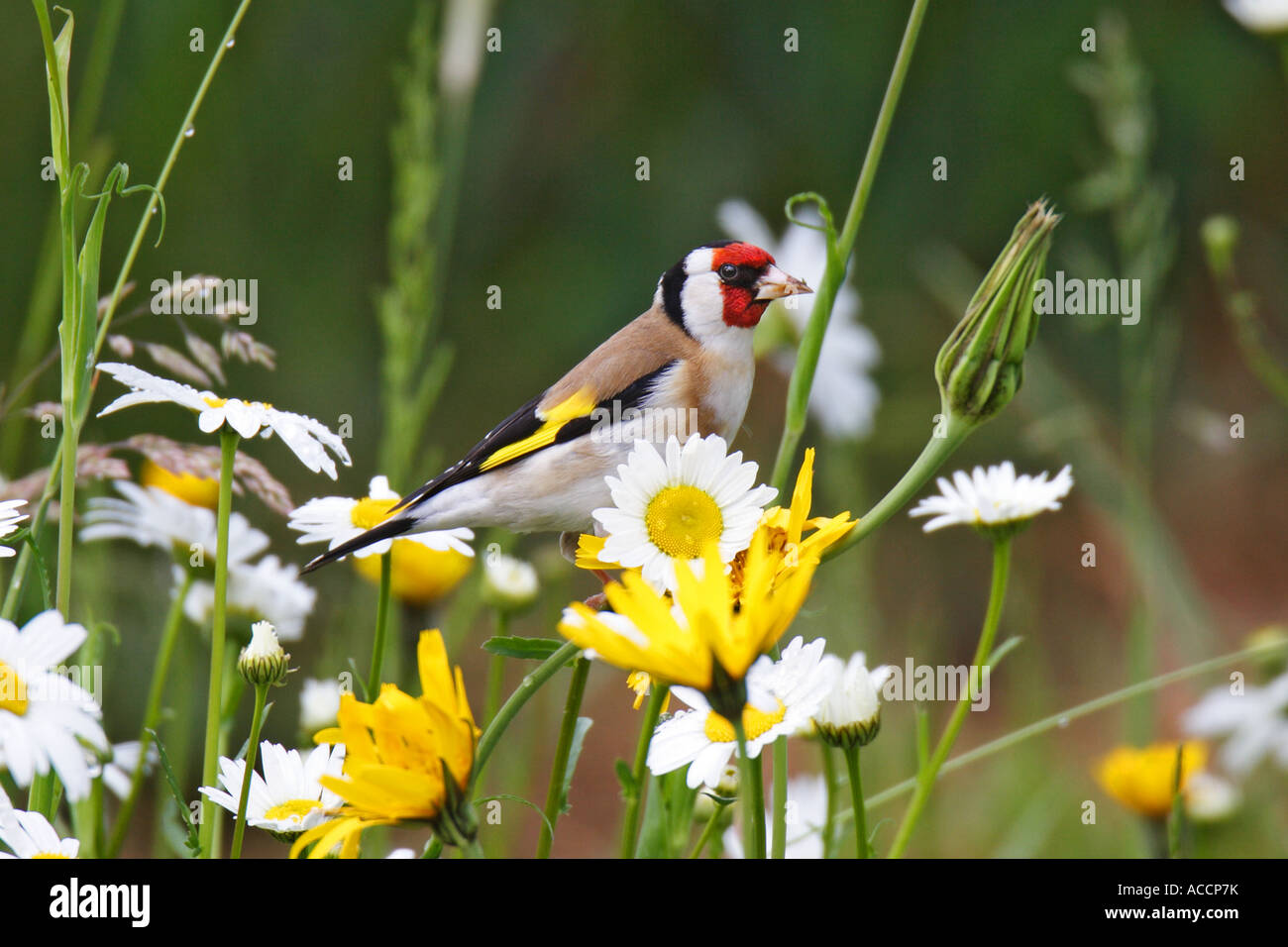 Carduelis carduelis frigoris Banque de photographies et d’images à ...