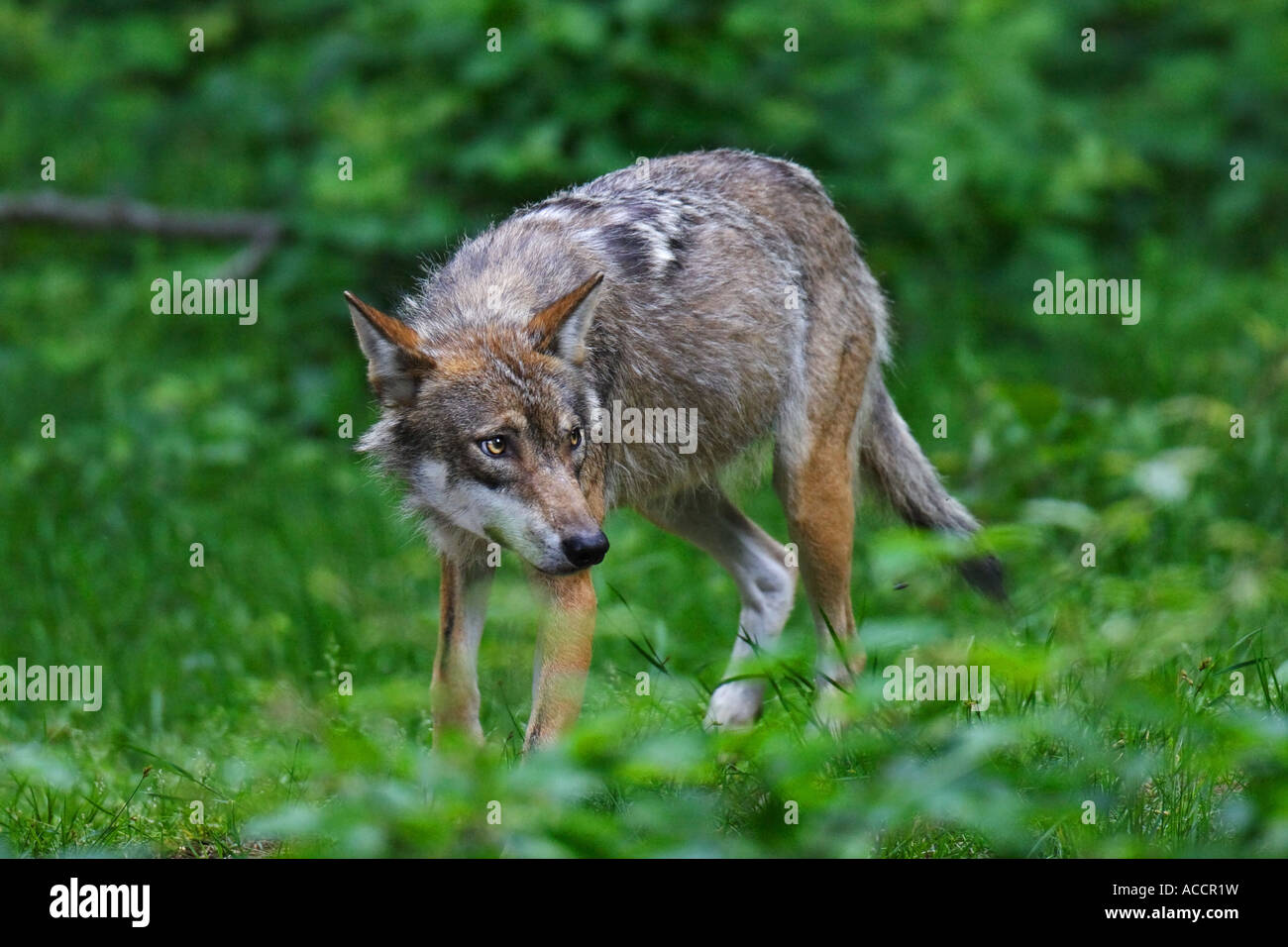 Peau de loup Banque de photographies et d’images à haute résolution - Alamy