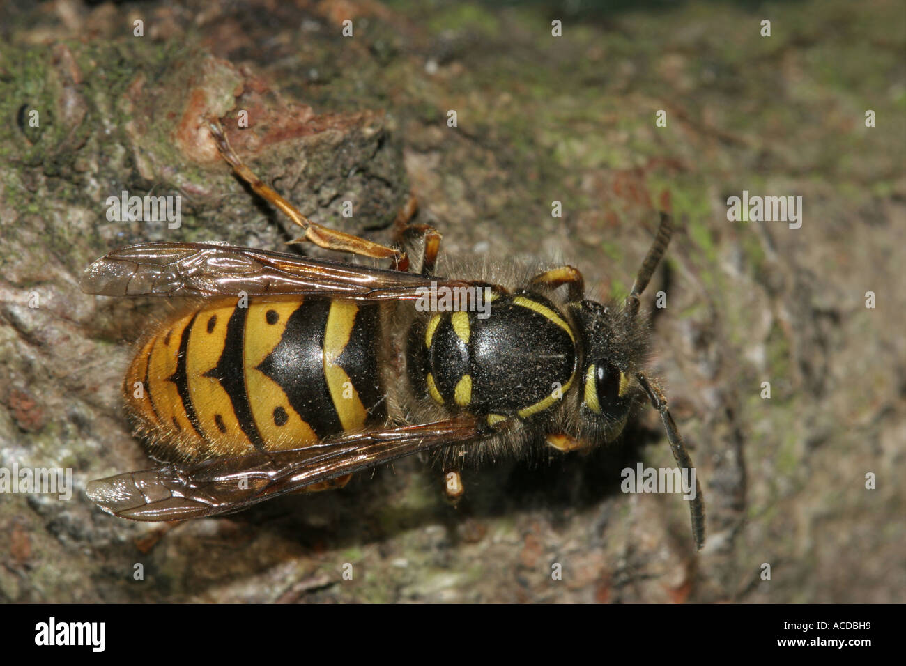 Vespula vulgaris queen Banque de photographies et d’images à haute ...