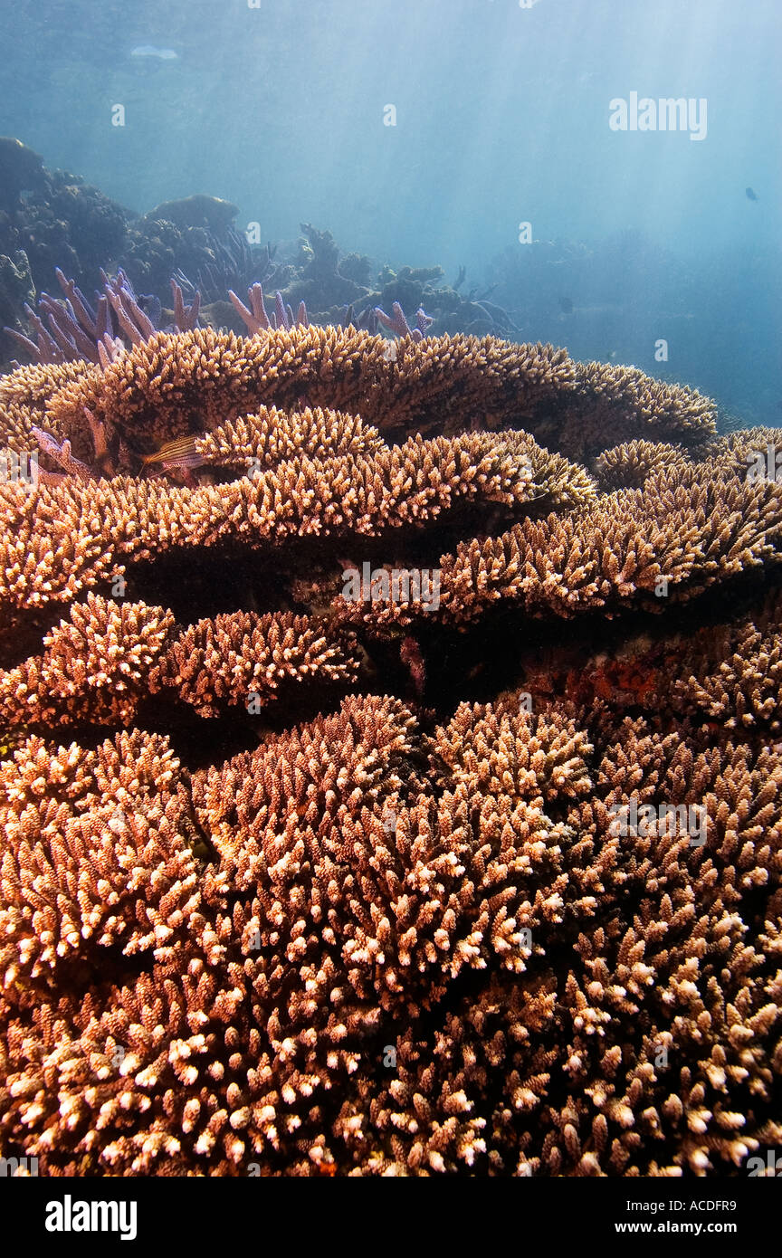 Les coraux durs et les Acroporas Chromis sp et Porites sp Goofnuw ...