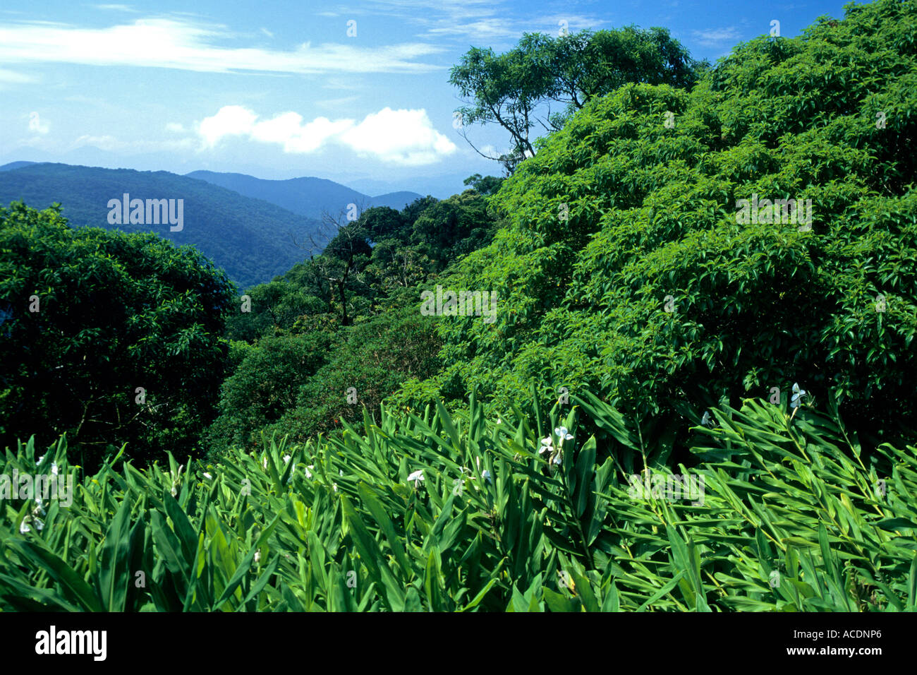 Forêts atlantiques réserves du sud est Banque de photographies et d ...