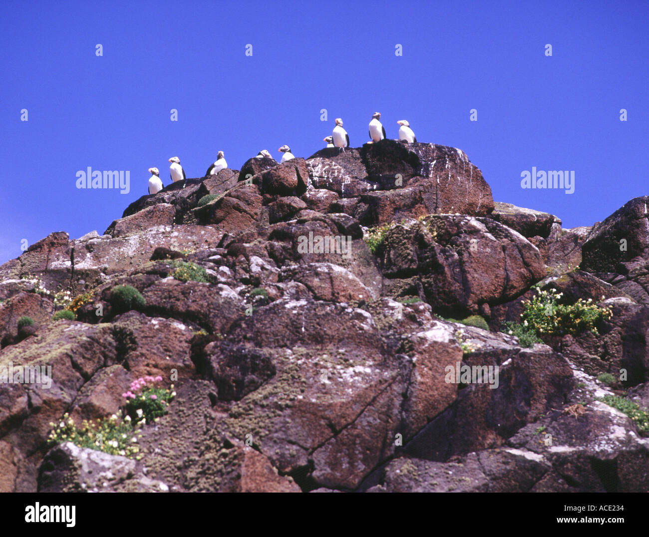 Isle of may national nature reserve Banque de photographies et d’images ...