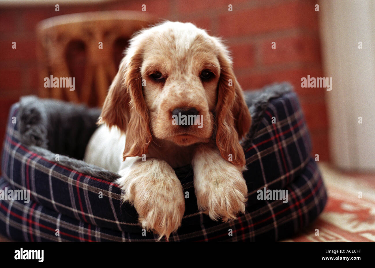 Mignon petit chien brun cocker spaniel Banque de photographies et d ...
