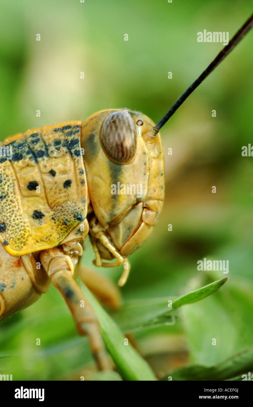 Sauterelle de malaisie Banque de photographies et d’images à haute ...