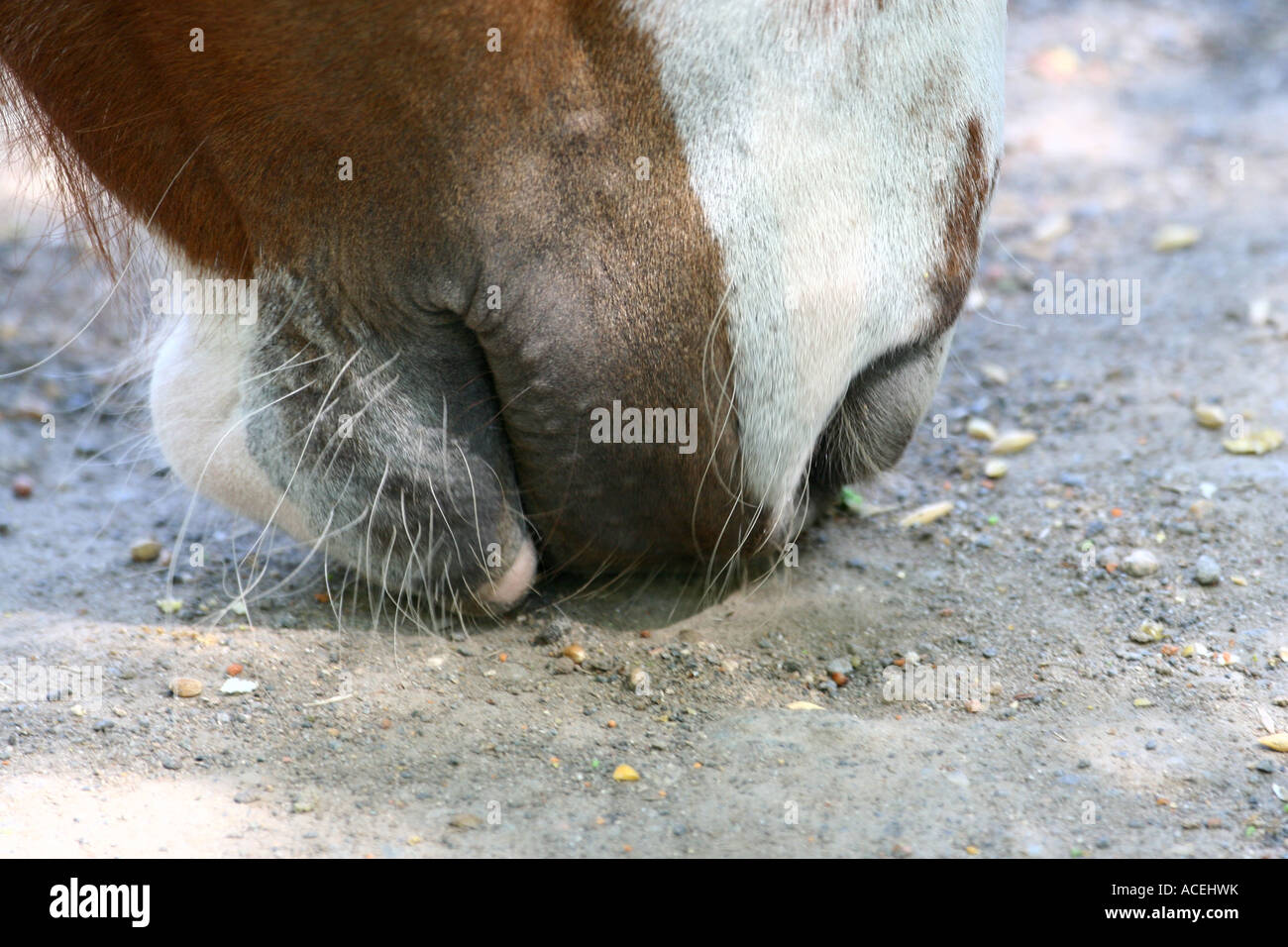 Cheval bouche Banque de photographies et d’images à haute résolution ...