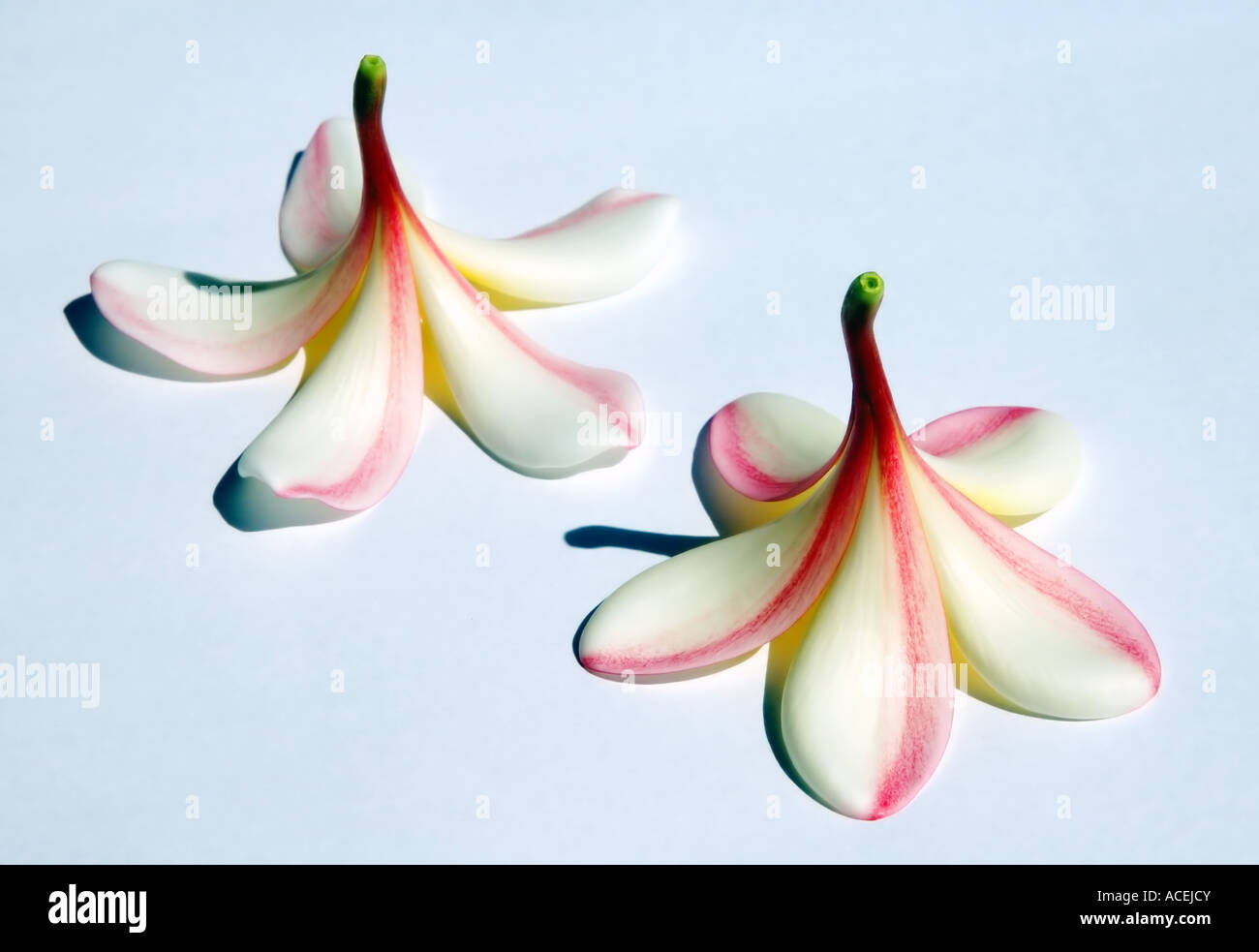 Frangipanier plumeria sp Banque de photographies et d’images à haute ...