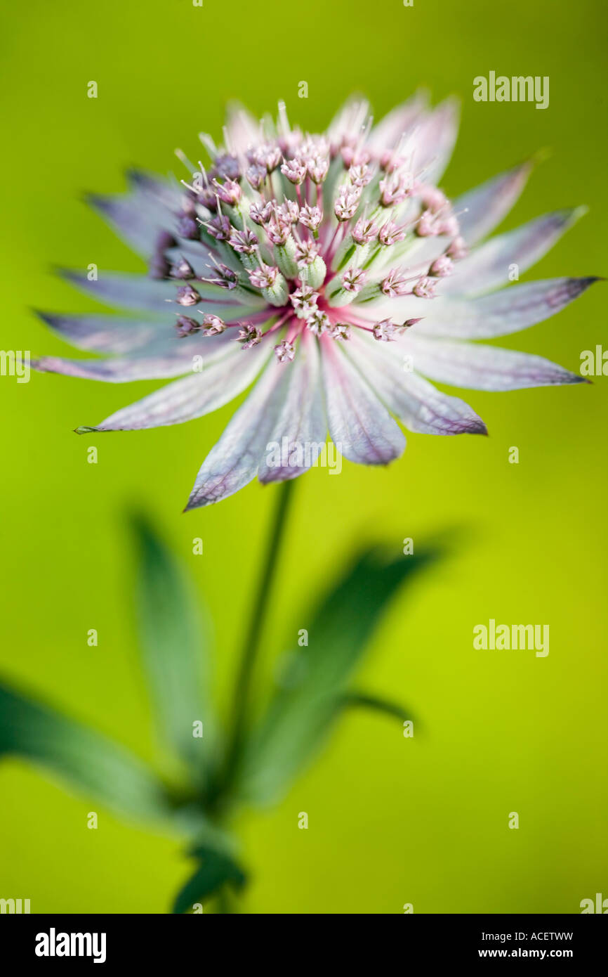 Astrantia major flower Banque de photographies et d’images à haute ...