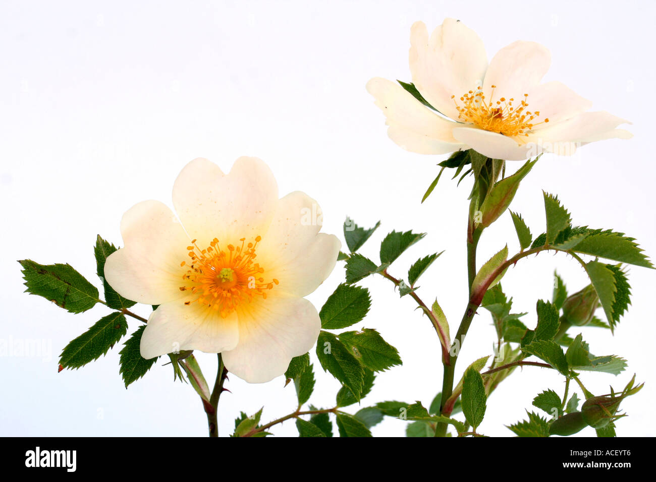 Deux roses sauvages roses Banque de photographies et d’images à haute ...