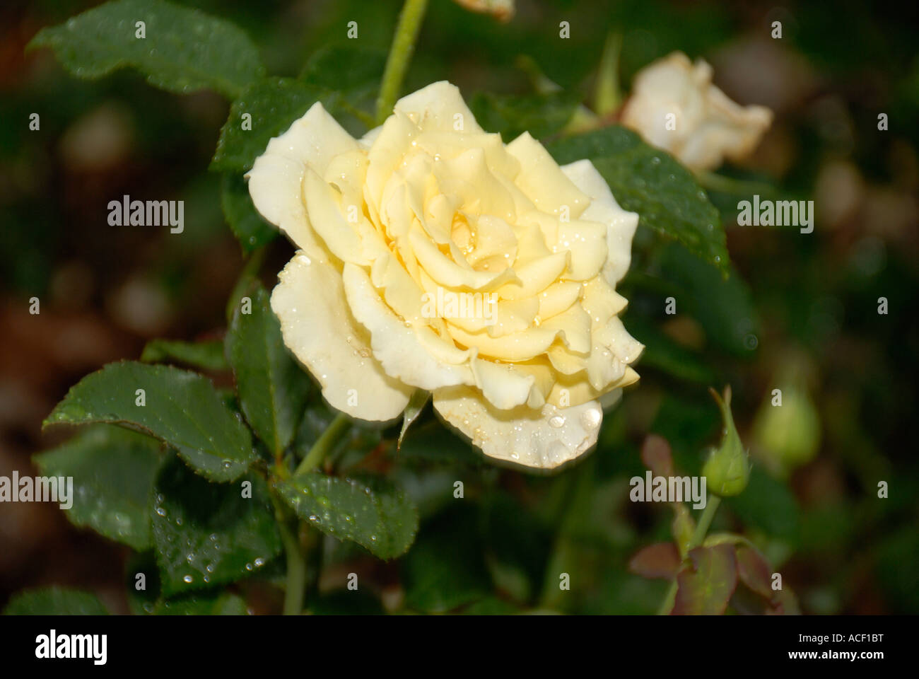 Elina rose Banque de photographies et d’images à haute résolution - Alamy