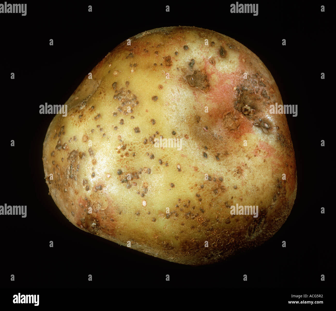 Polyscytalum pustulans Banque de photographies et d’images à haute ...