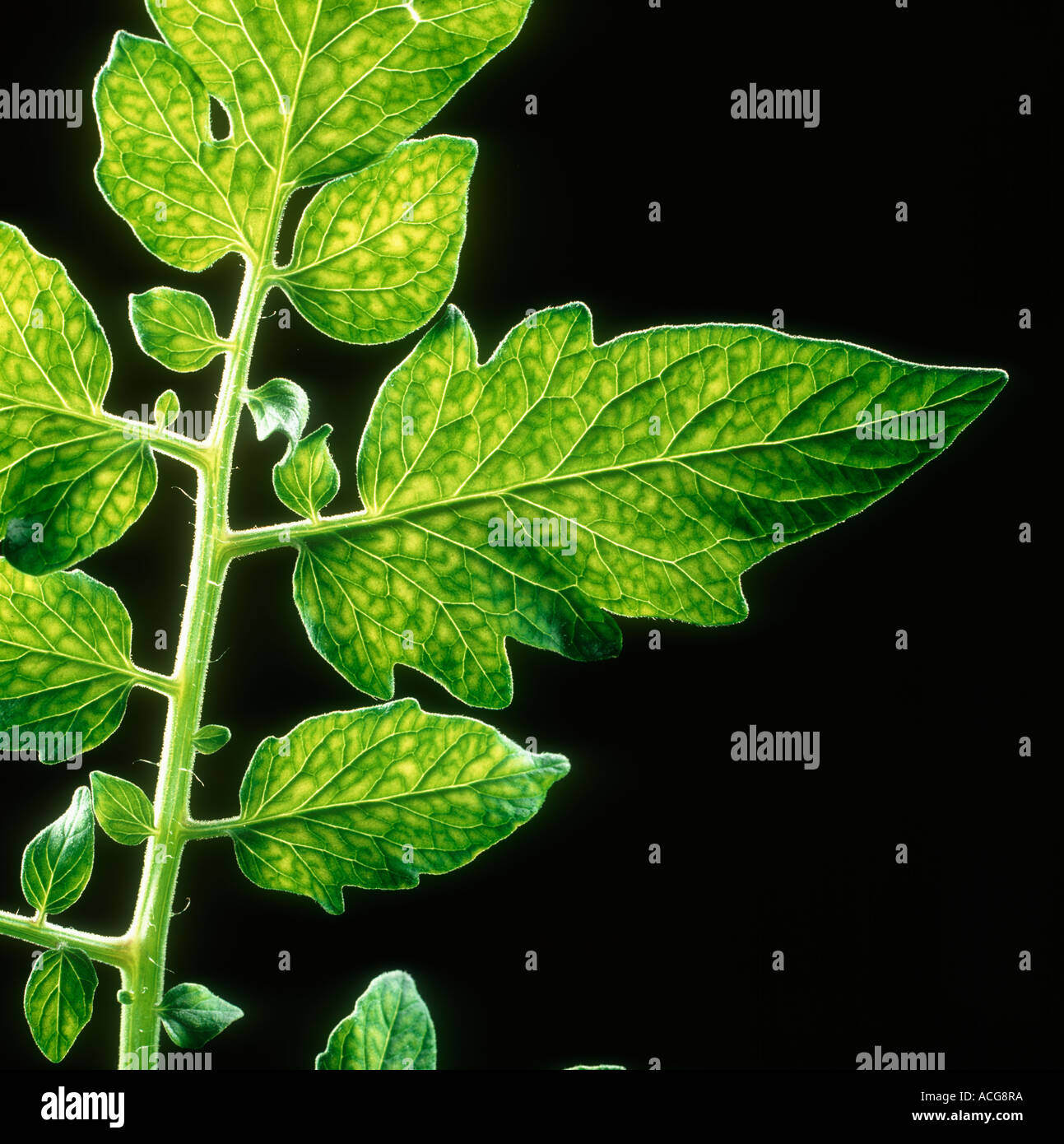 Les symptômes de carence en manganèse Mn pour montrer rétroéclairé de ...