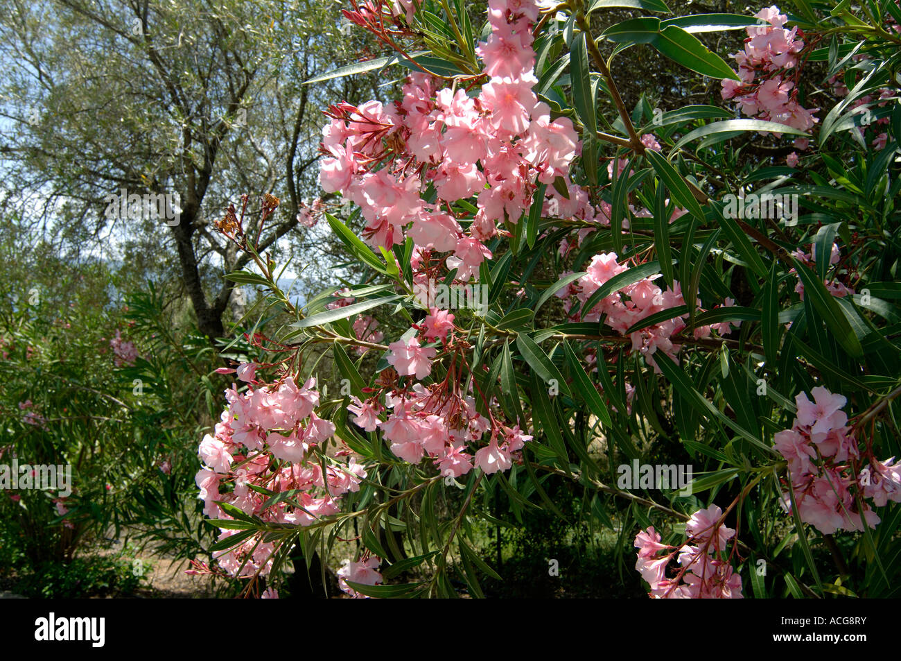 Les fleurs doubles d'un rose Nerium oleander laurier rose dans un ...