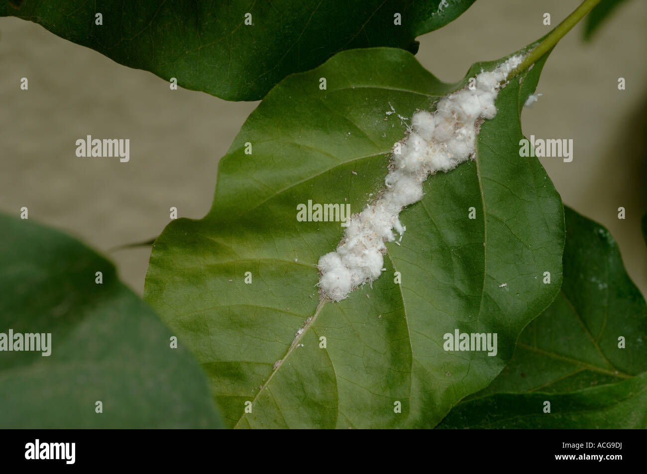 Cochenilles farineuses pseudococcidae Banque de photographies et d ...