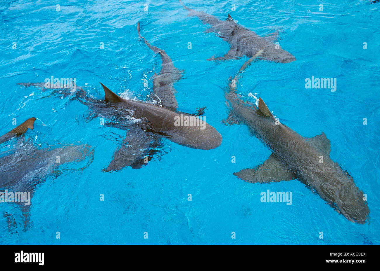 Requins citrons Banque de photographies et d’images à haute résolution ...