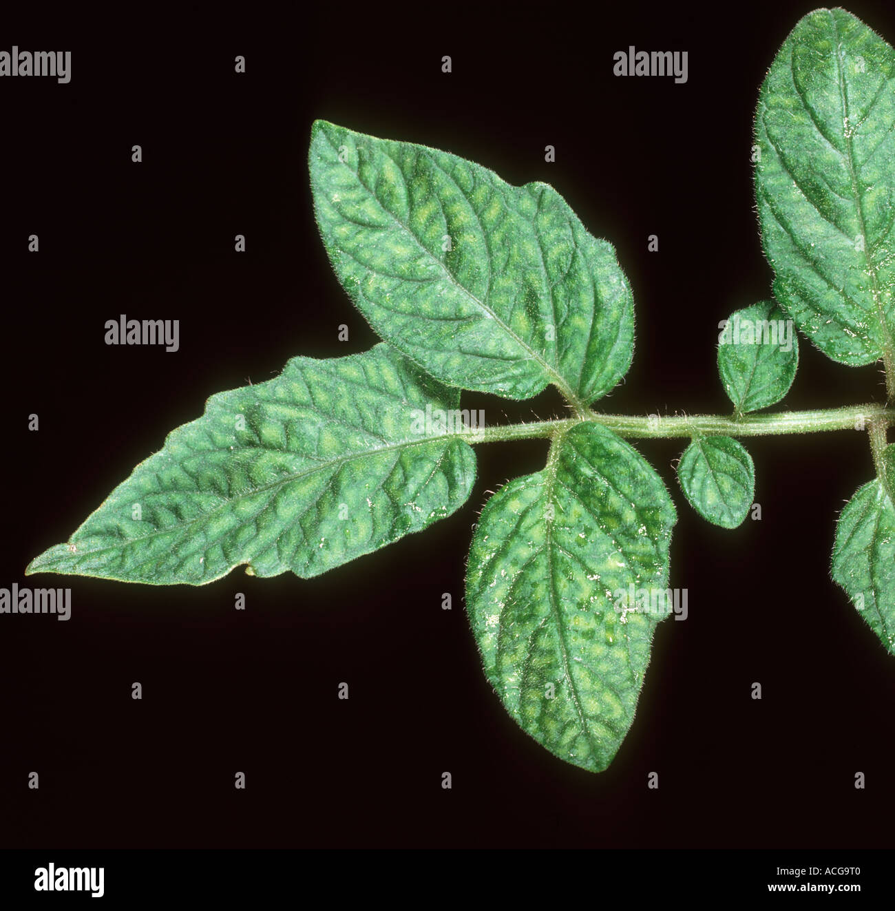 La carence en manganèse Mn symptôme sur tomate une feuille de tomate ...