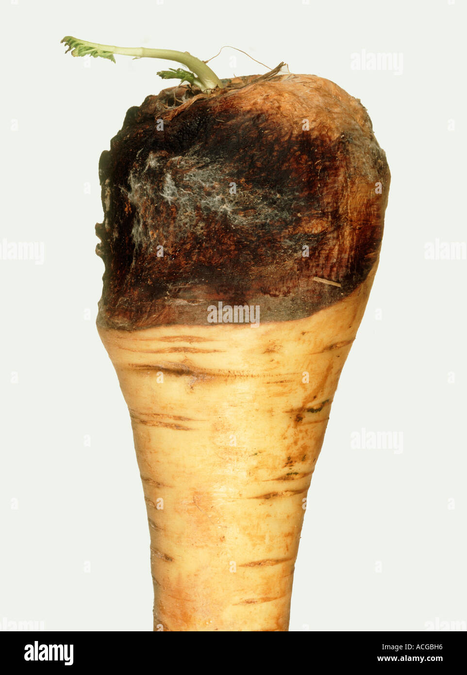 Parsnip canker Banque de photographies et d’images à haute résolution ...