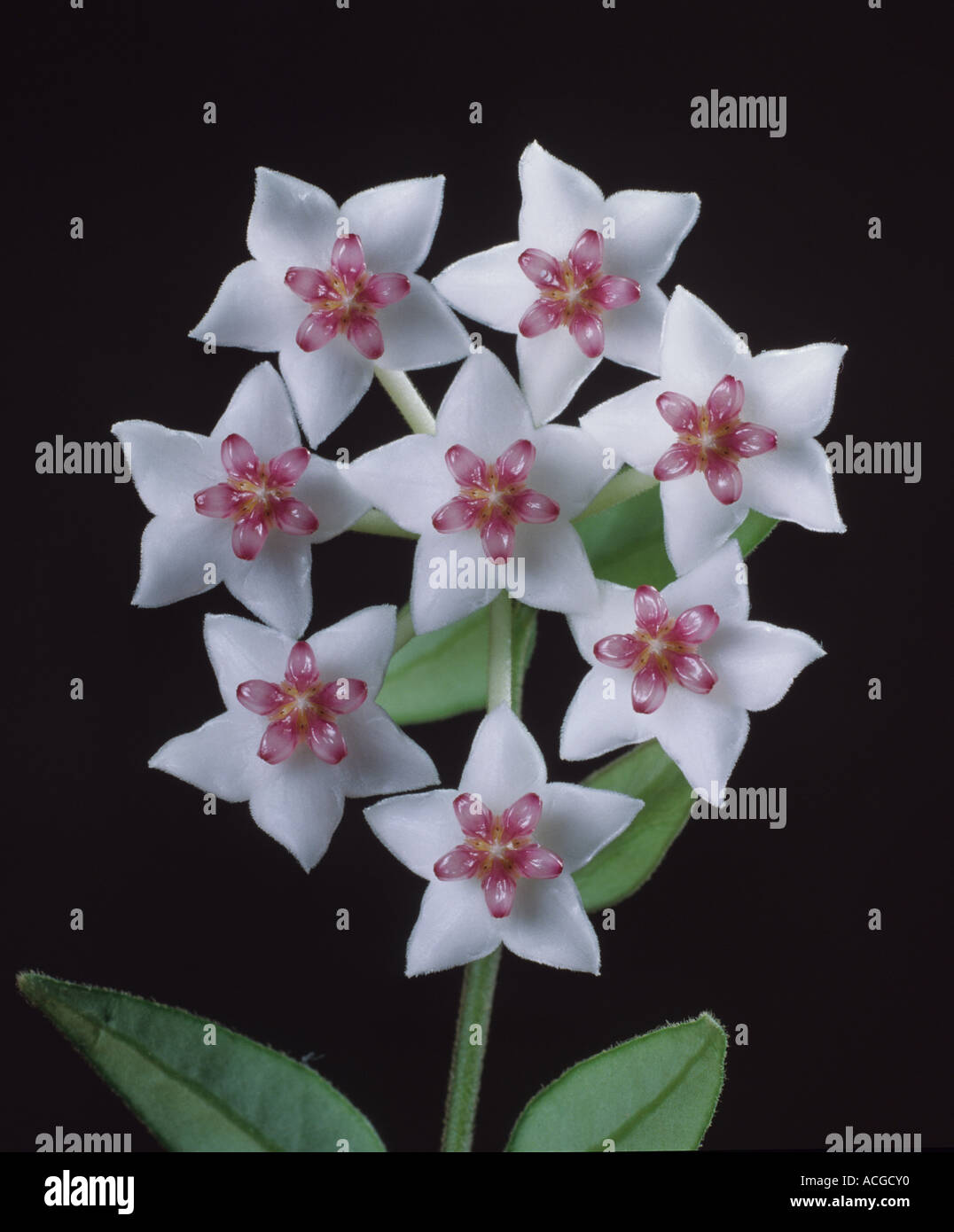 Hoya bella Banque de photographies et d’images à haute résolution - Alamy